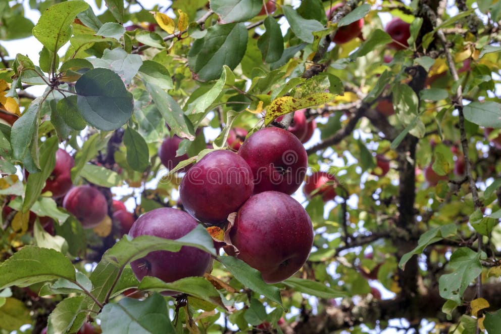 .a Red Apple Hanging on a Tree among Green Leaves Stock Photo - Image ...