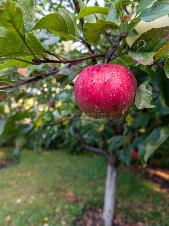 A Red Apple Hanging from a Tree with Water Droplets on it Stock Photo ...