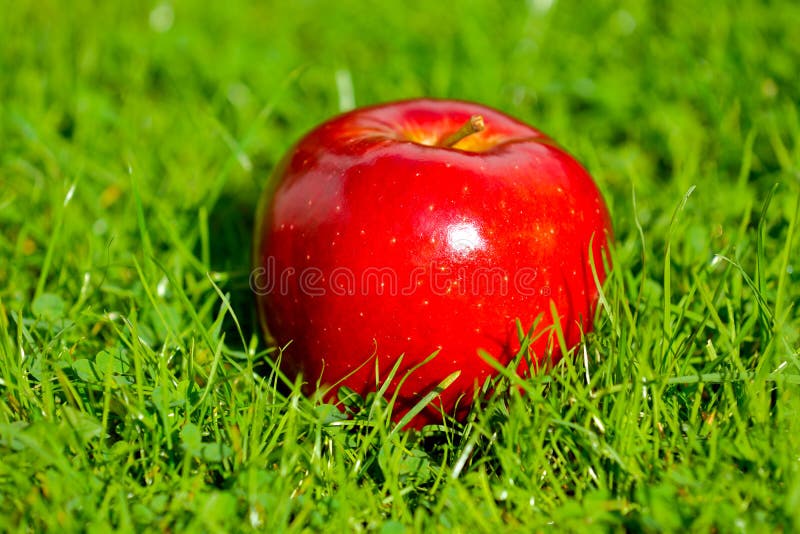 Red Apple Laying Down on the Grass Stock Photo - Image of fresh, green ...