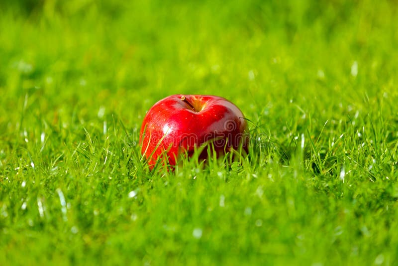 Red Apple Laying Down on the Grass Stock Photo - Image of pure, food ...