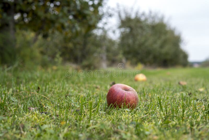 Red Apple Laying on the Ground Stock Photo - Image of donnybrook, grass ...