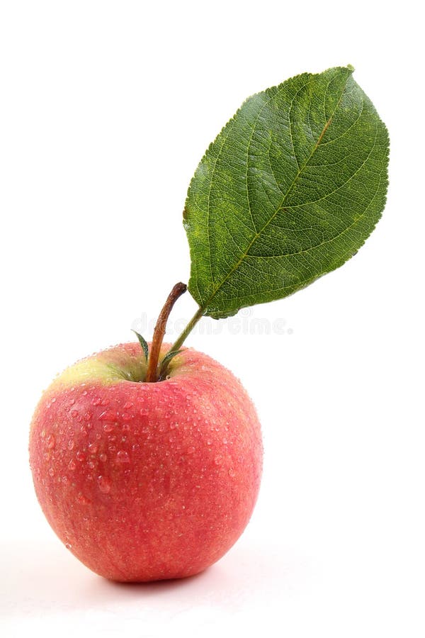 Red apple with leaf stock image. Image of white, apple - 50812567