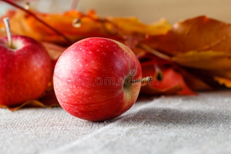 Red apple and leaves stock photo. Image of nature, bagging - 59192140