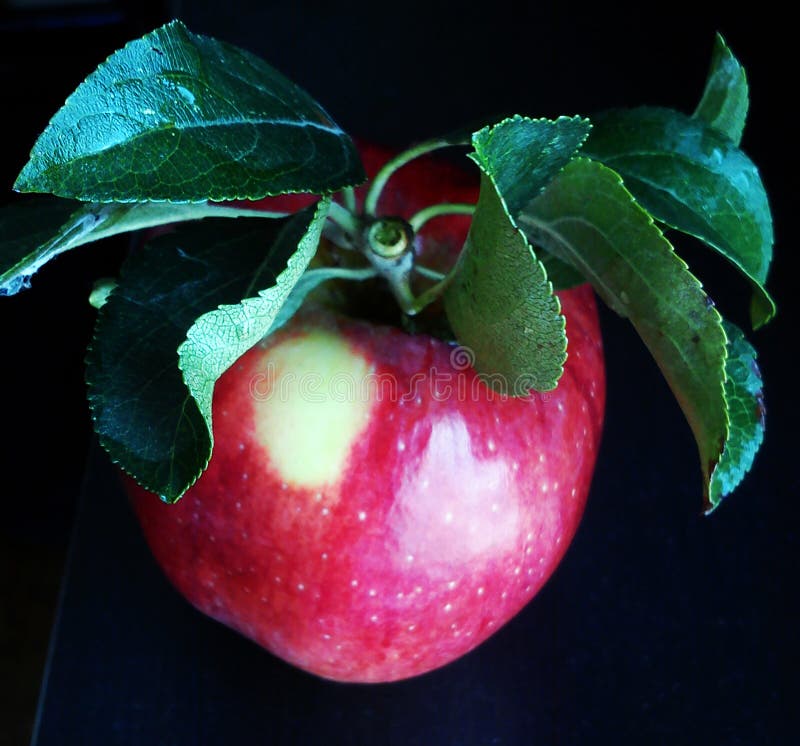 Red apple with leaves stock image. Image of postcard - 97545023