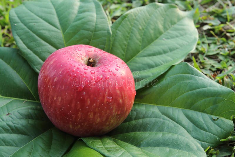 Red apple on the leaves stock photo. Image of nutrition - 46199878