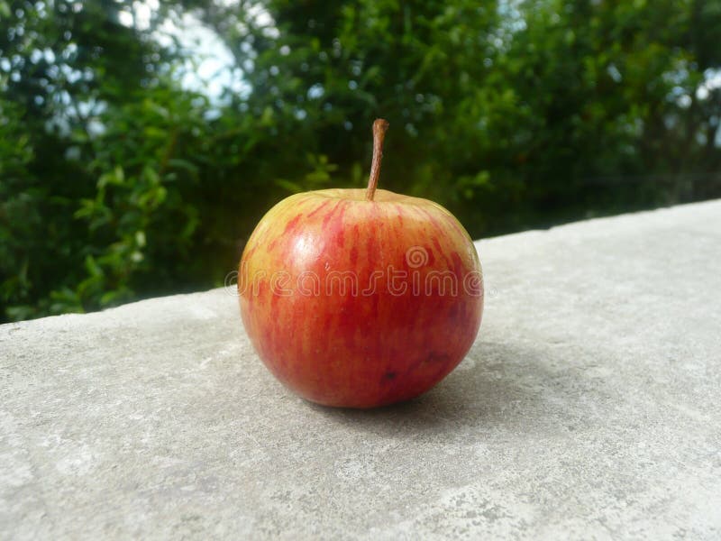 Little Red Apple in the Rock Stock Photo - Image of trees, grass: 136007096