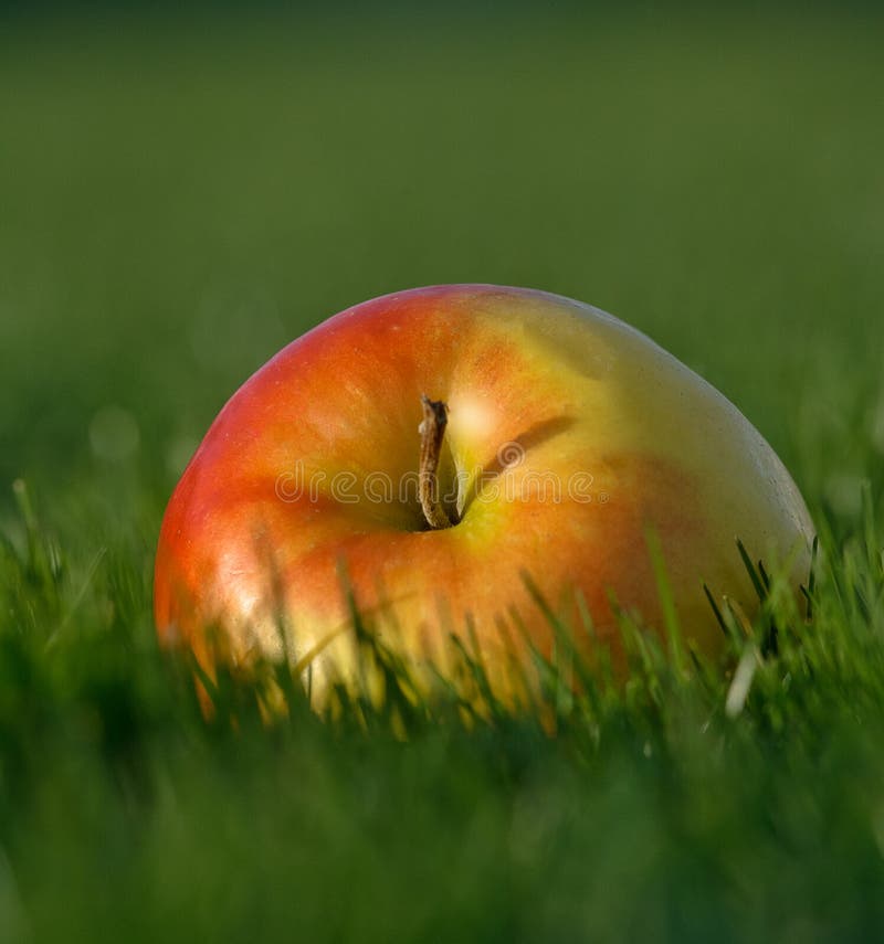 Red Apple Lying on Green Grass Stock Image - Image of meadow, falling ...