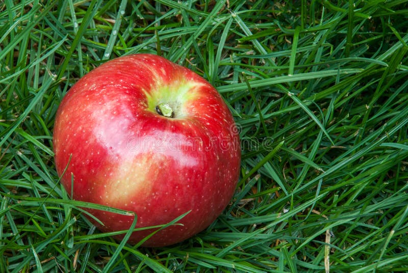 Red Apple Lying on Green Grass Stock Photo - Image of lifestyle, green ...