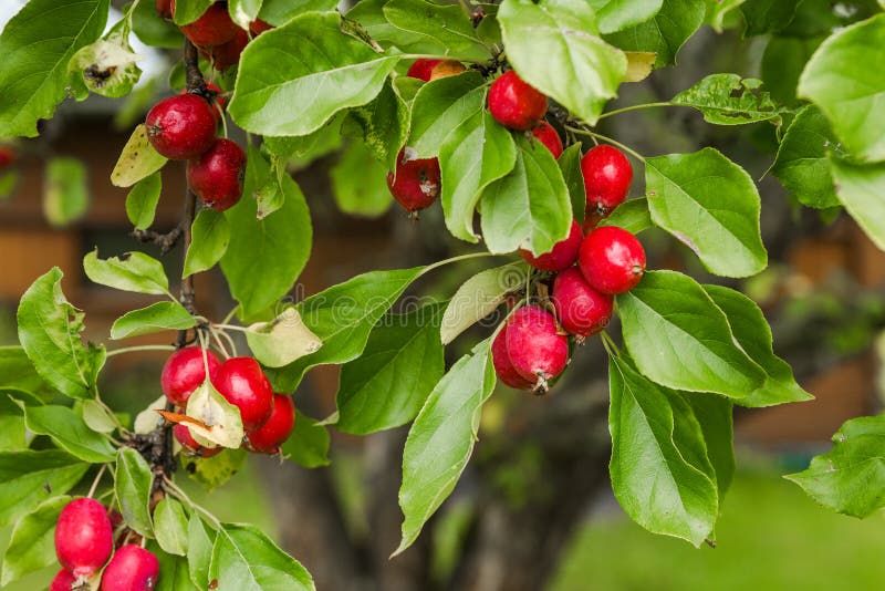 Red Apple of Malus Prunifolia on Branches Stock Photo - Image of crabapple, craapple: 126161092