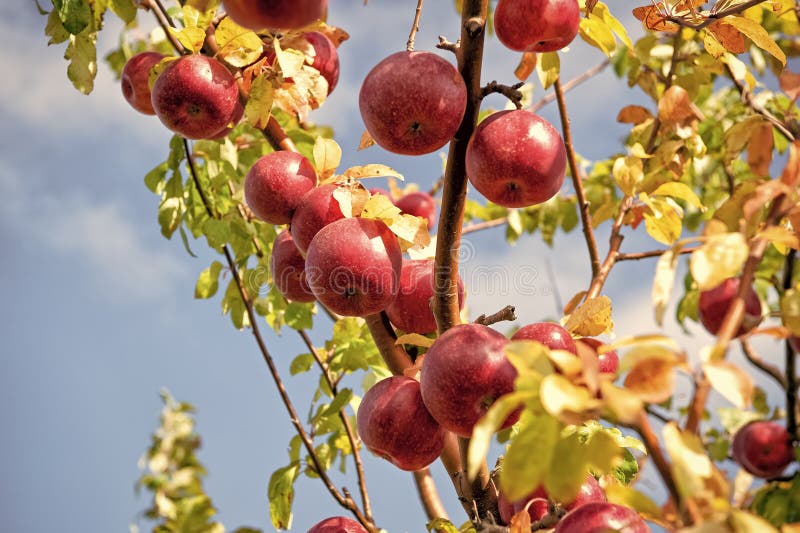 Red Apple Orchard Harvest of Fruit. Photo of Apple Orchard Harvest ...