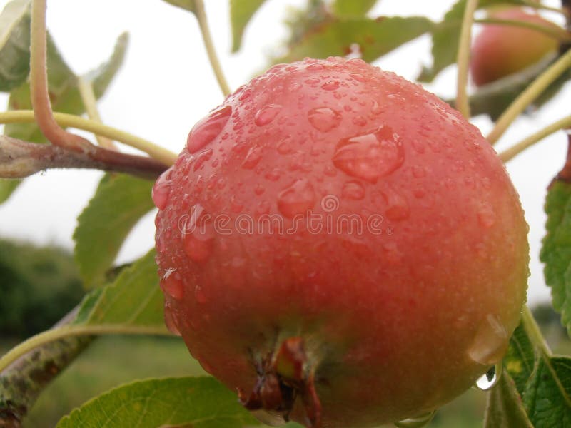 Red Apple with Rain Drops stock photo. Image of fruit - 152851178