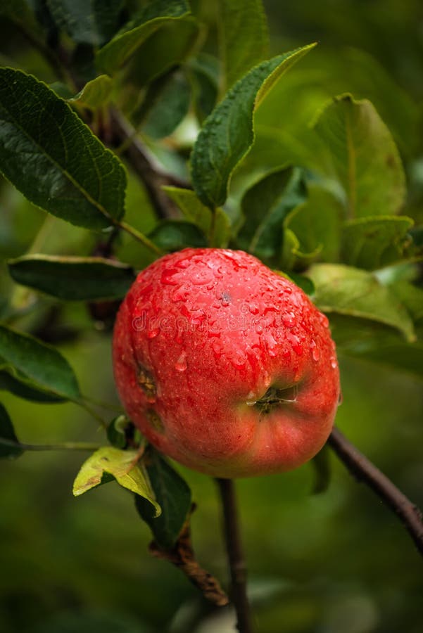 Red apple stock image. Image of raindrops, grown, season - 60670359