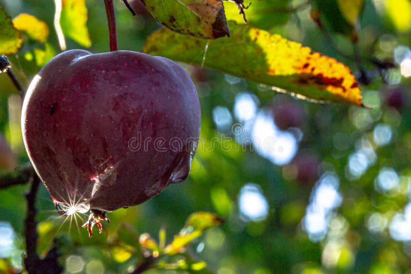 Red Apple in the Rays of the Sun Stock Photo - Image of blask, jabå‚oå ...