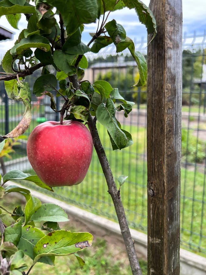 .a Red Apple Ripening on a Young Apple Stock Photo - Image of branches ...