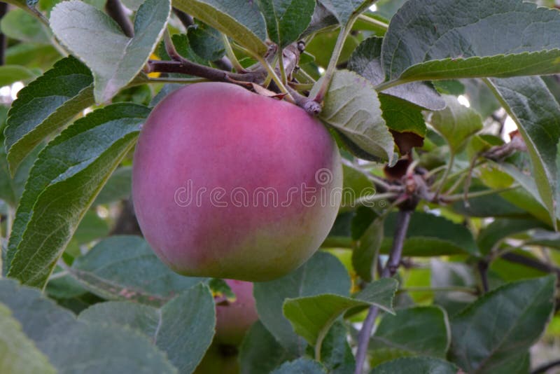 Red Apple Solo 03 stock photo. Image of orchard, leaves - 237452736