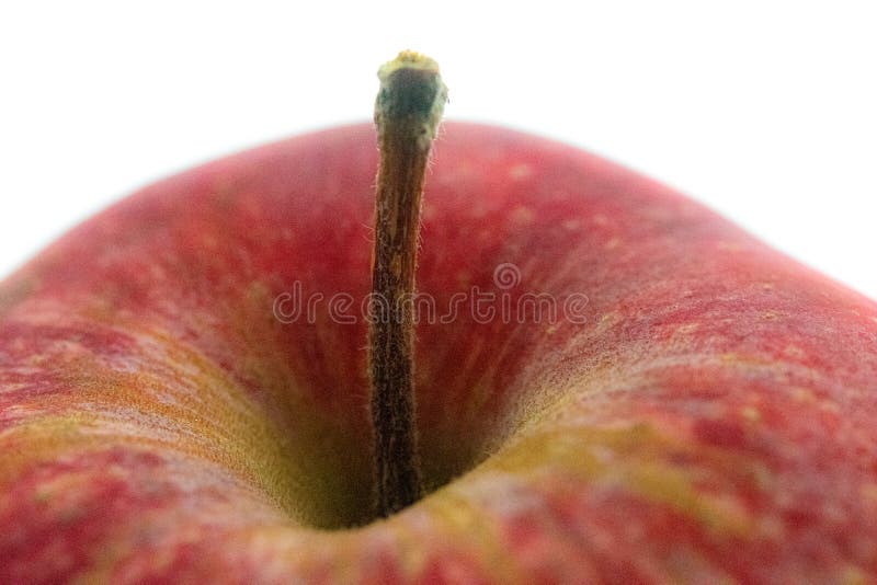 Apple Stem stock image. Image of nutrient, produce, core - 535355