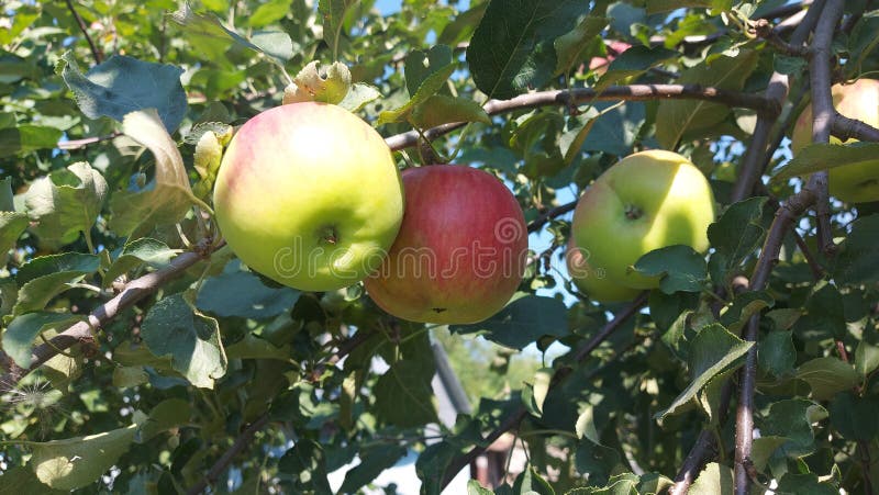 Red Apple on the Summer Tree Stock Image - Image of harvest, farm ...