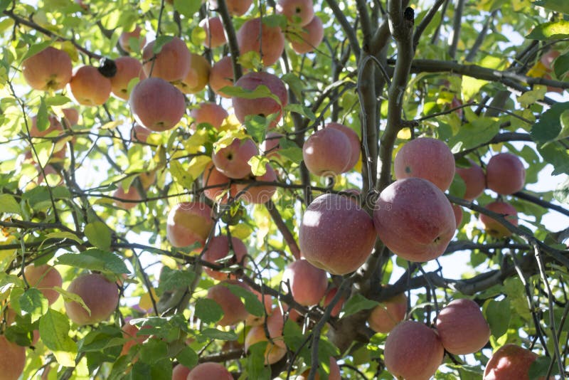 Apple Florina Stock Photos - Free & Royalty-Free Stock Photos from ...