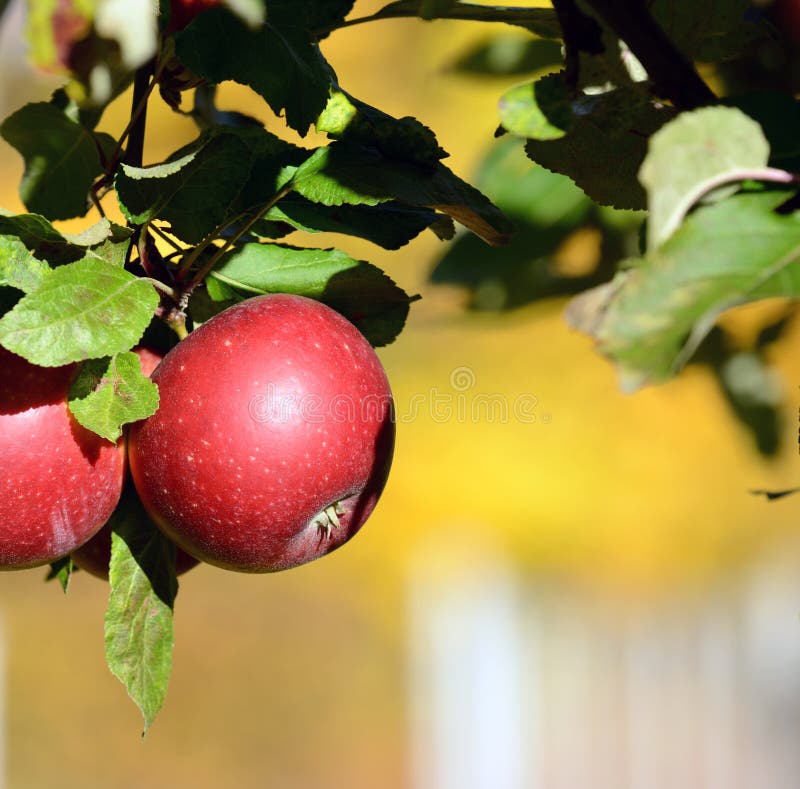 Red apple on tree stock photo. Image of leaf, texture - 151743976