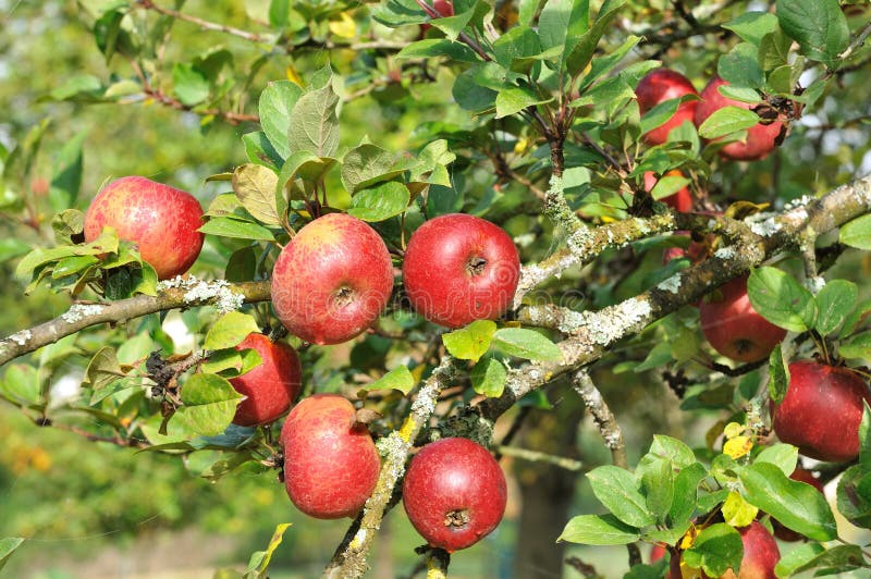 Red apple in the tree stock photo. Image of tree, season - 92672516
