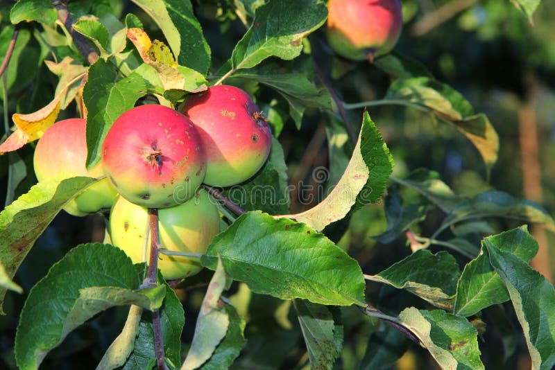 Red apple on a tree stock photo. Image of apples, nature - 212056510