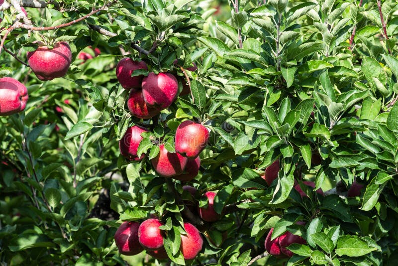 Red apple tree stock photo. Image of fruit, trees, organic - 80031970