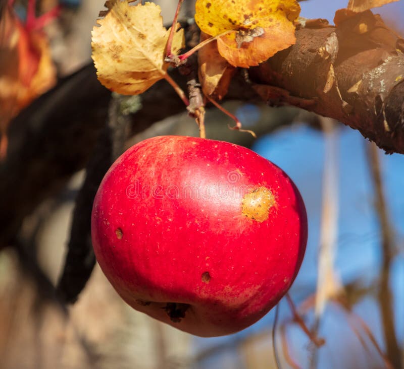 Red Apple on a Tree in Autumn Stock Image - Image of garden, orchard ...