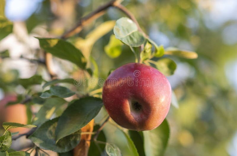 Red Apple in a Tree during Autumn Stock Image - Image of leaf, fall ...