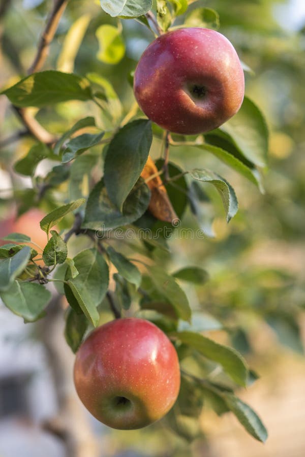 Red Apple in a Tree during Autumn Stock Photo - Image of natural ...