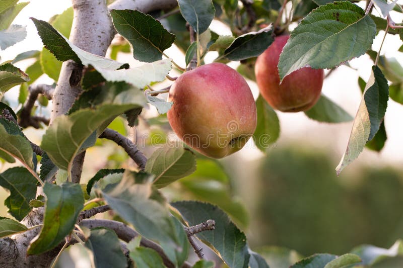 Red Apple in a Tree during Autumn Stock Image - Image of fall, farm ...
