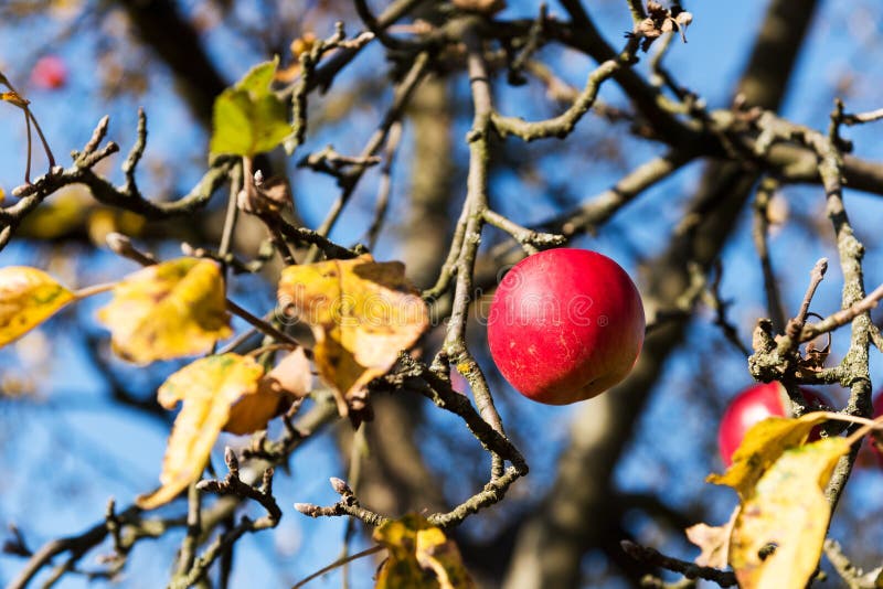 Red Apple on a Tree (autumn) Stock Image - Image of branch, season ...