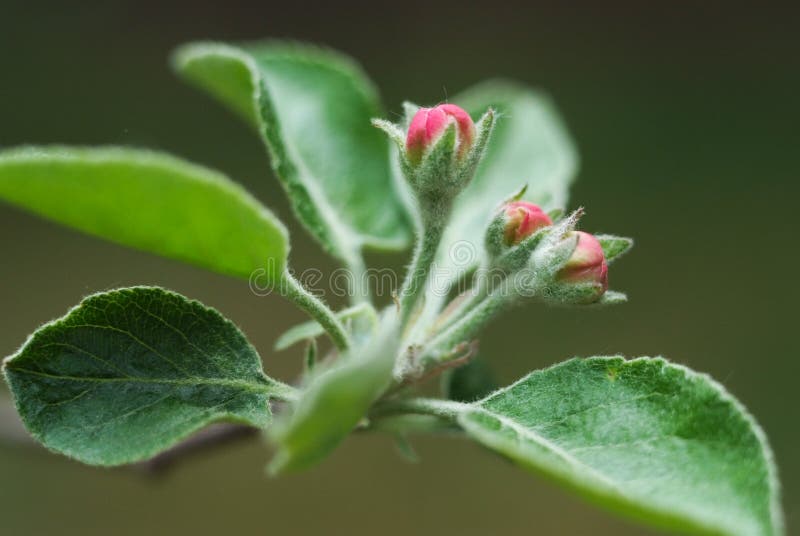 Red apple tree blossom stock photo. Image of blooming - 180431858