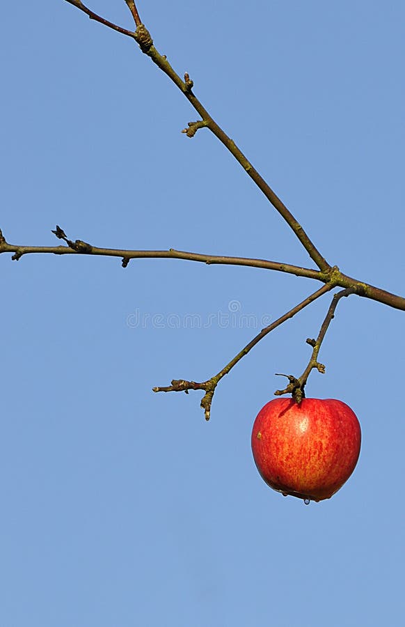 Red apple on tree branch stock image. Image of branch - 6998025