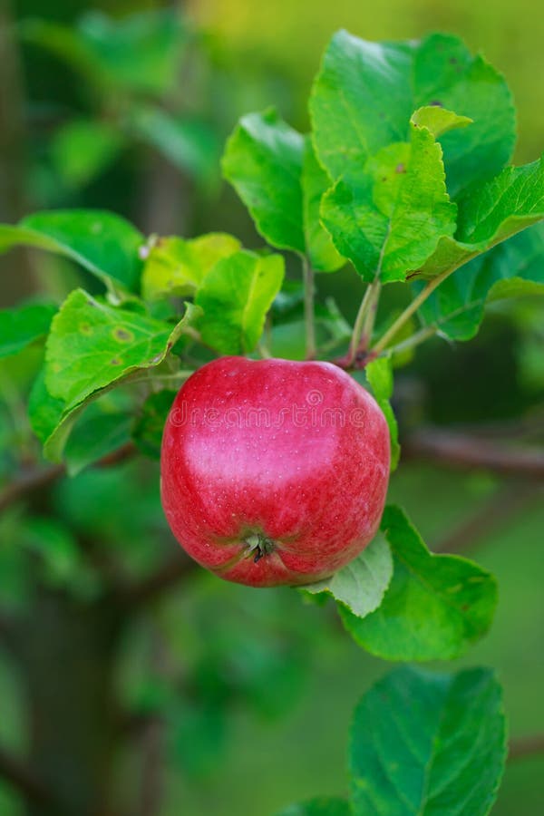 Red apples on tree stock photo. Image of crop, freshness - 270574408
