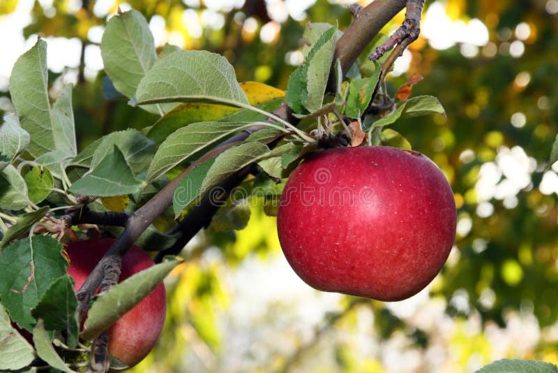 Red apple in the tree stock image. Image of orchard - 197782453