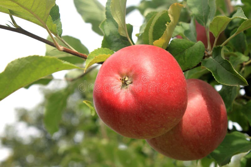 Red apple on a tree stock photo. Image of agriculture - 44492414