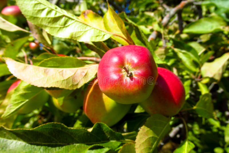 Red apple on the tree stock image. Image of healthy, agriculture - 82293059