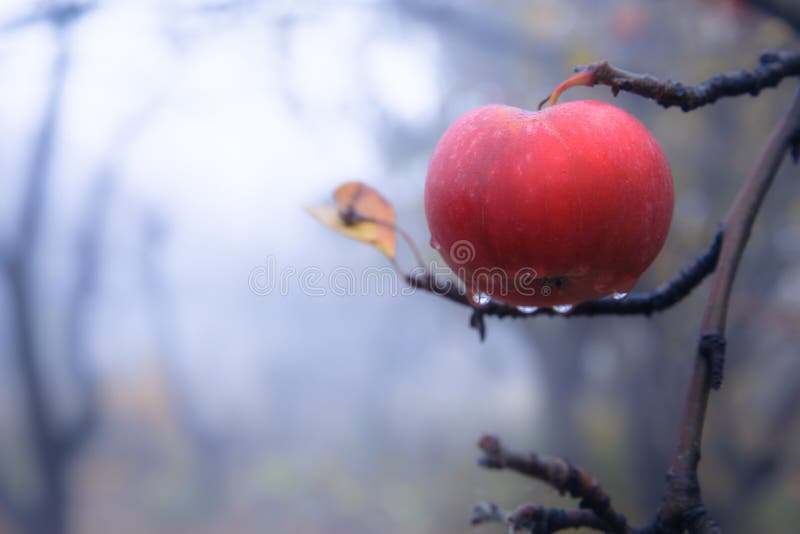 Red apple in tree stock photo. Image of leaf, fruit - 193058926