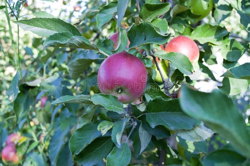 Red apple on tree. stock photo. Image of bunch, freshness - 66290148