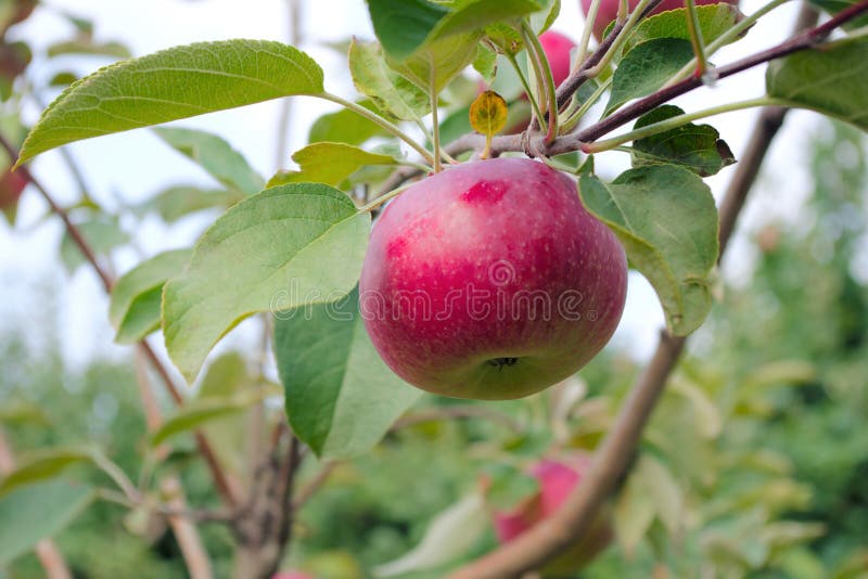 Red Apple in Tree Paulared Fresh Organic Fruit Summer Orchard Stock ...