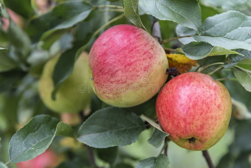 Red apple on the tree stock photo. Image of vegetation - 234105544