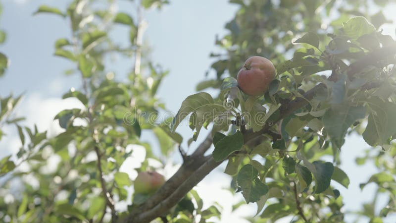 Red Apple on Apple Tree with Sun Peeking through Leaves Stock Photo ...