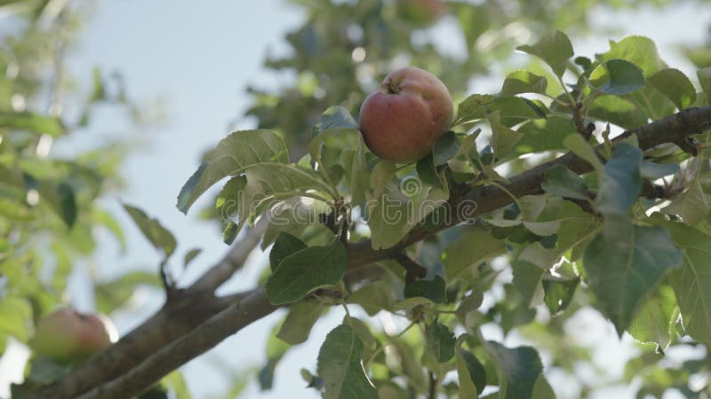 Red Apple on Apple Tree with Sun Peeking through Leaves Stock Photo ...