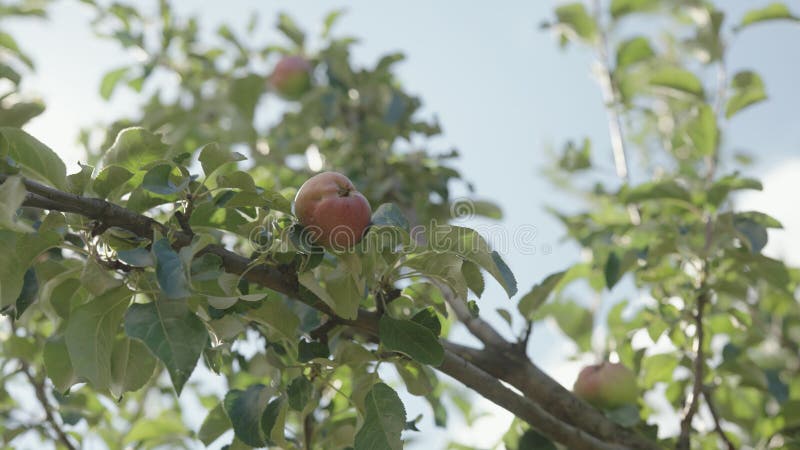 Red Apple on Apple Tree with Sun Peeking through Leaves Stock Image ...