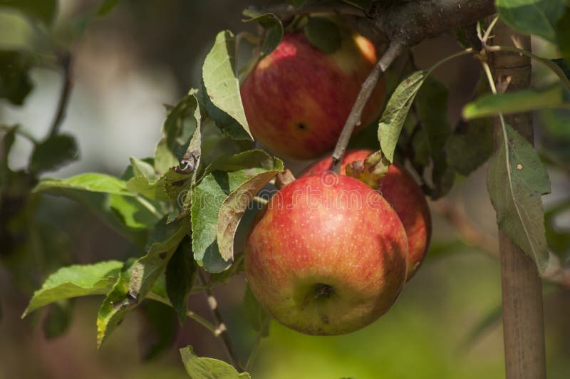 Sunlight in Apple Tree Leaves Stock Photo - Image of plant, healthy ...