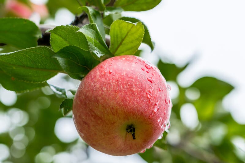 An Red Apple with Water Drops on Tree Branch after Rain Stock Photo ...