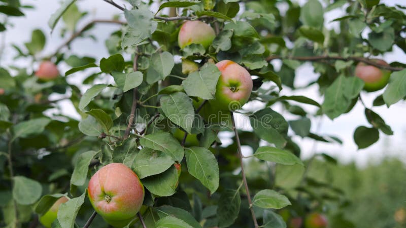 Red Apple on a Young Apple Tree on a Tree Orchard Stock Footage - Video ...