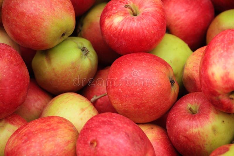 Red apples stock photo. Image of healthy, agriculture - 10811978
