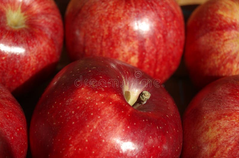 Red Apples stock image. Image of macro, diet, fall, farm - 12722317