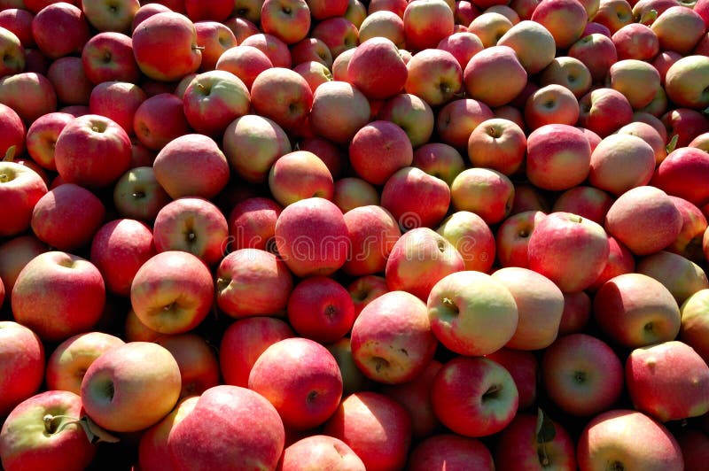 Red Apples stock image. Image of tasty, apple, pink, fresh - 13100369